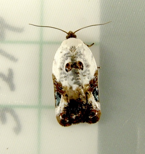Snowy-shouldered Acleris Moth (Susquehanna County PA in April ...