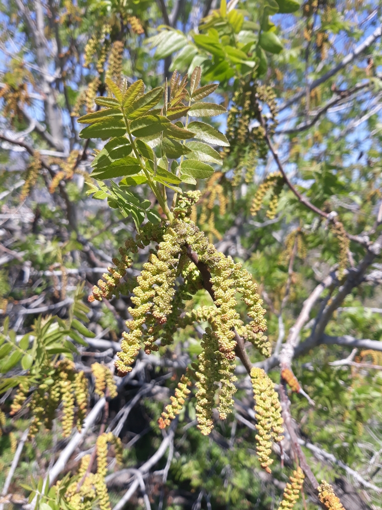 Southern California Walnut from Bonnie Cove Trails on March 16, 2021 at ...