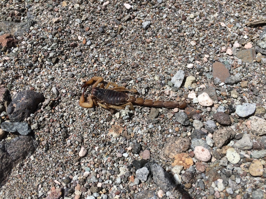 Hadrurus obscurus from San Bernardino County, CA, USA on April 5, 2017 ...