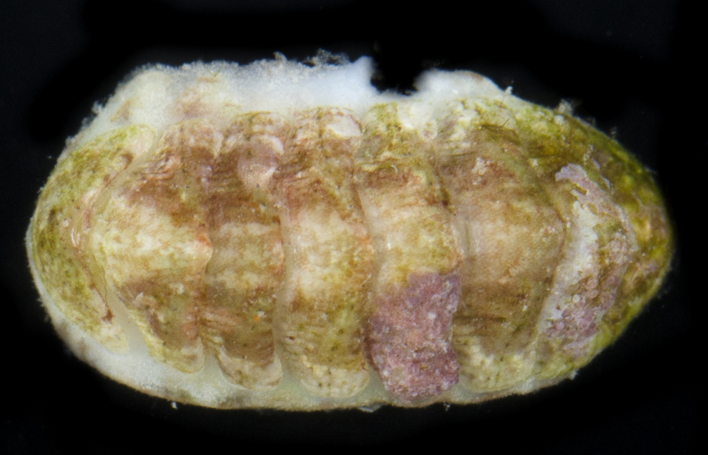 Lucilina pacifica (Chitons of the United States) · iNaturalist