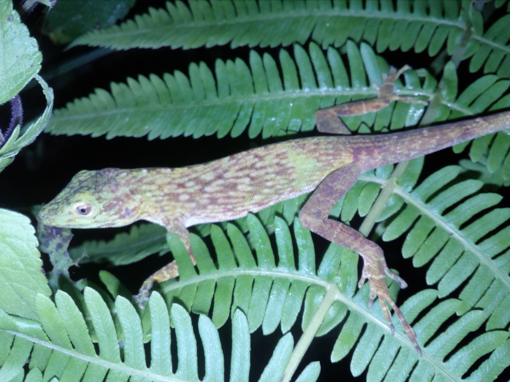 Neotropical Green Anole from Arizona, Honduras on January 24, 2019 at ...