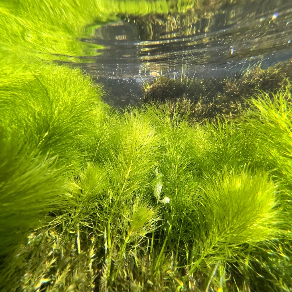 coontail (Ceratophyllum demersum) - Botanical Realm