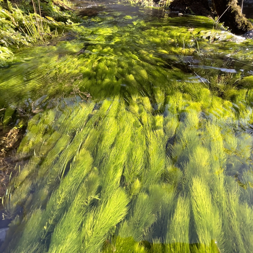 coontail (Ceratophyllum demersum) - Botanical Realm