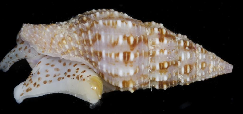Prodotia iostoma from Kaneohe Bay, NE of Kapapa Island on May 27, 2017 ...