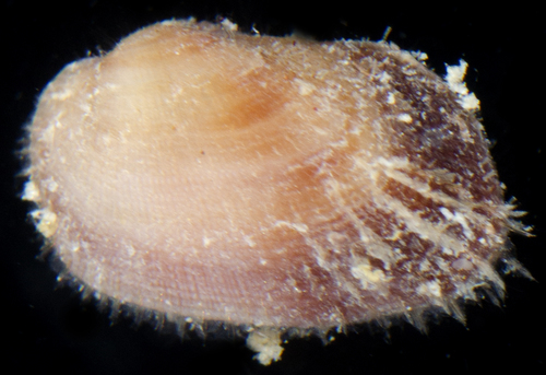 Barbatia parva · NaturaLista Colombia