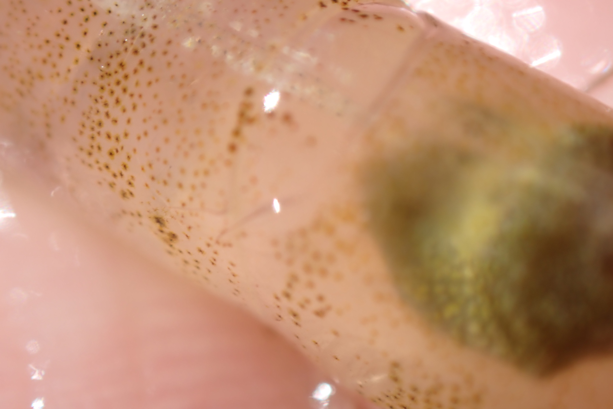 Penaeus setiferus (Linnaeus, 1767)