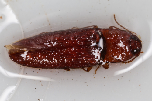 Genus Toorongus · iNaturalist