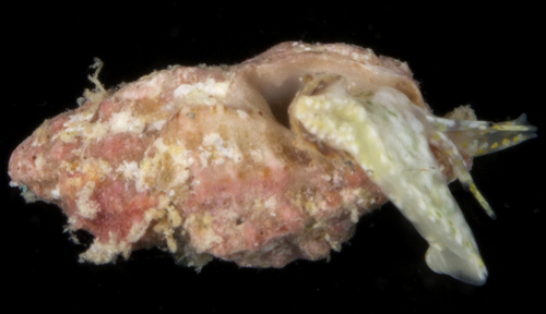 Genus Cytharomorula · iNaturalist