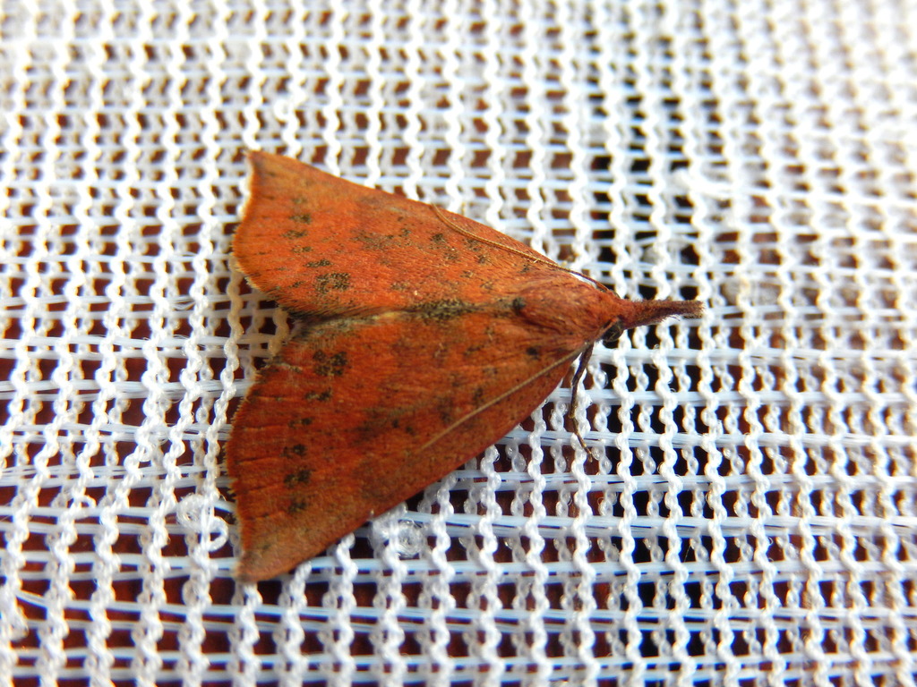 Rhodina falculalis from Sydney NSW, Australia on March 16, 2021 at 07: ...