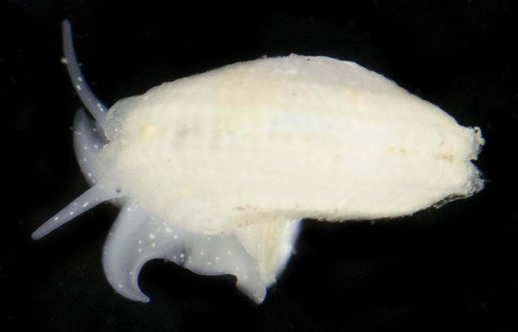 Heliacus mighelsi (Gastropods of the United States Pt.4) · iNaturalist