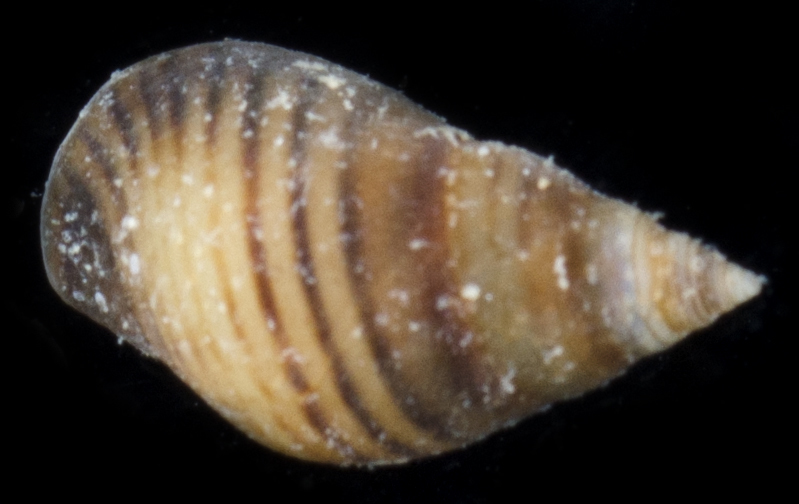 Dwarf Pacific Planaxis (Gastropods of the United States Pt.3) · iNaturalist