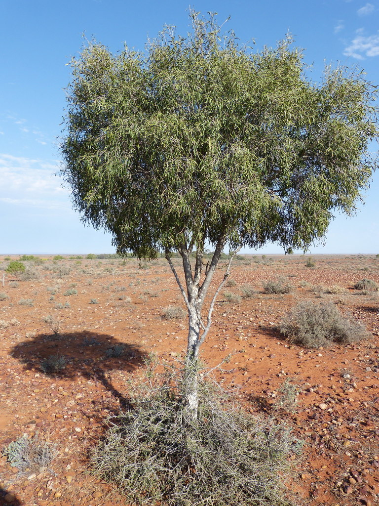 Flindersia maculosa from white cliffs, nsw on September 25, 2017 at 08: ...