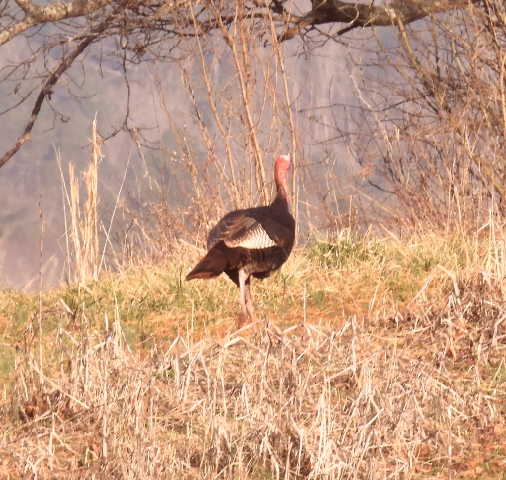 Wild Turkey from Sandy Mush Game Land, Buncombe County, NC, USA on ...