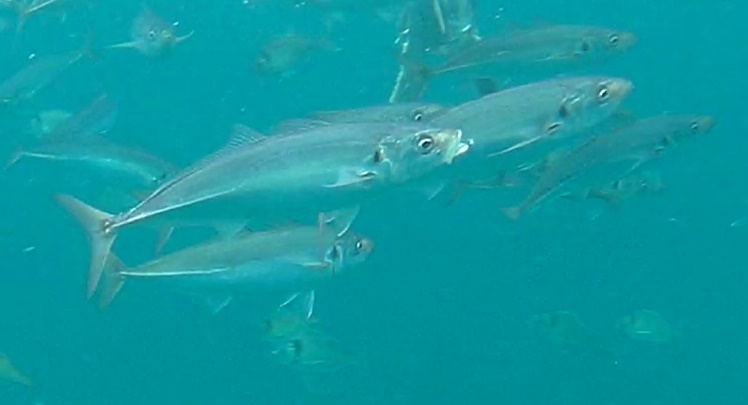 Trachurus murphyi Nichols, 1920