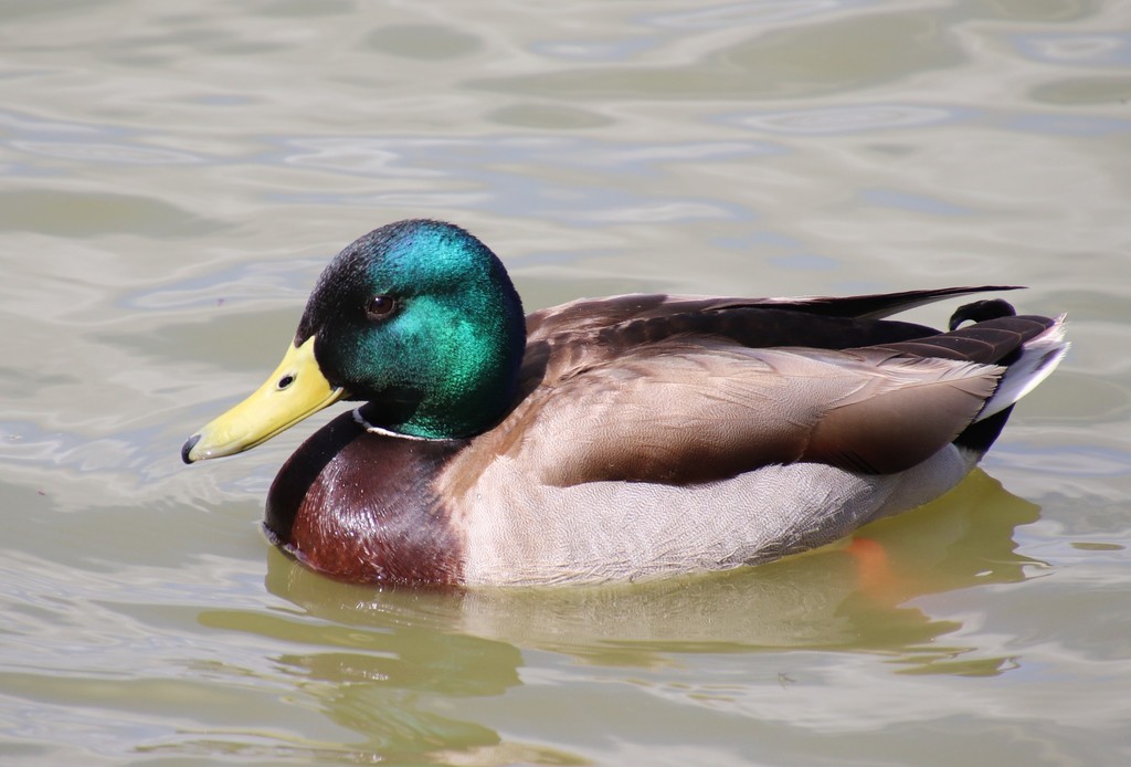 Mallard from Lindo Lake, Lakeside, CA, USA on March 16, 2021 at 01:56 ...