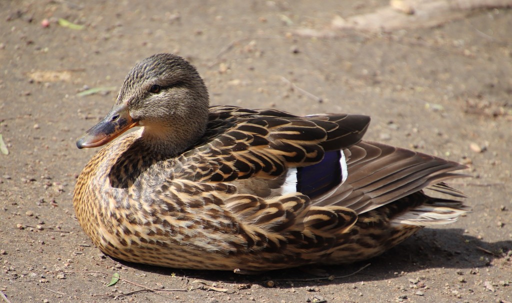 Mallard from Lindo Lake, Lakeside, CA, USA on March 16, 2021 at 01:56 ...