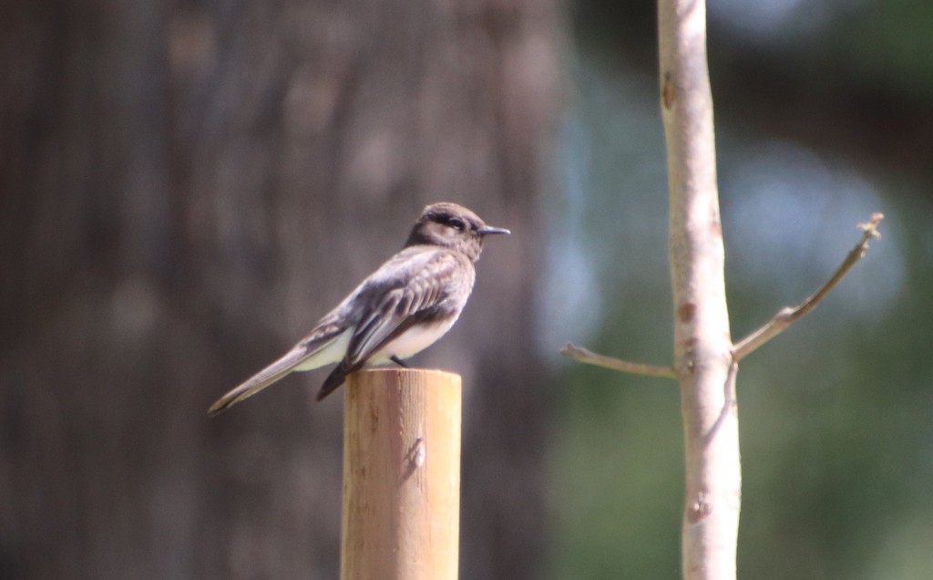 Black Phoebe from Lindo Lake, Lakeside, CA, USA on March 16, 2021 at 02 ...