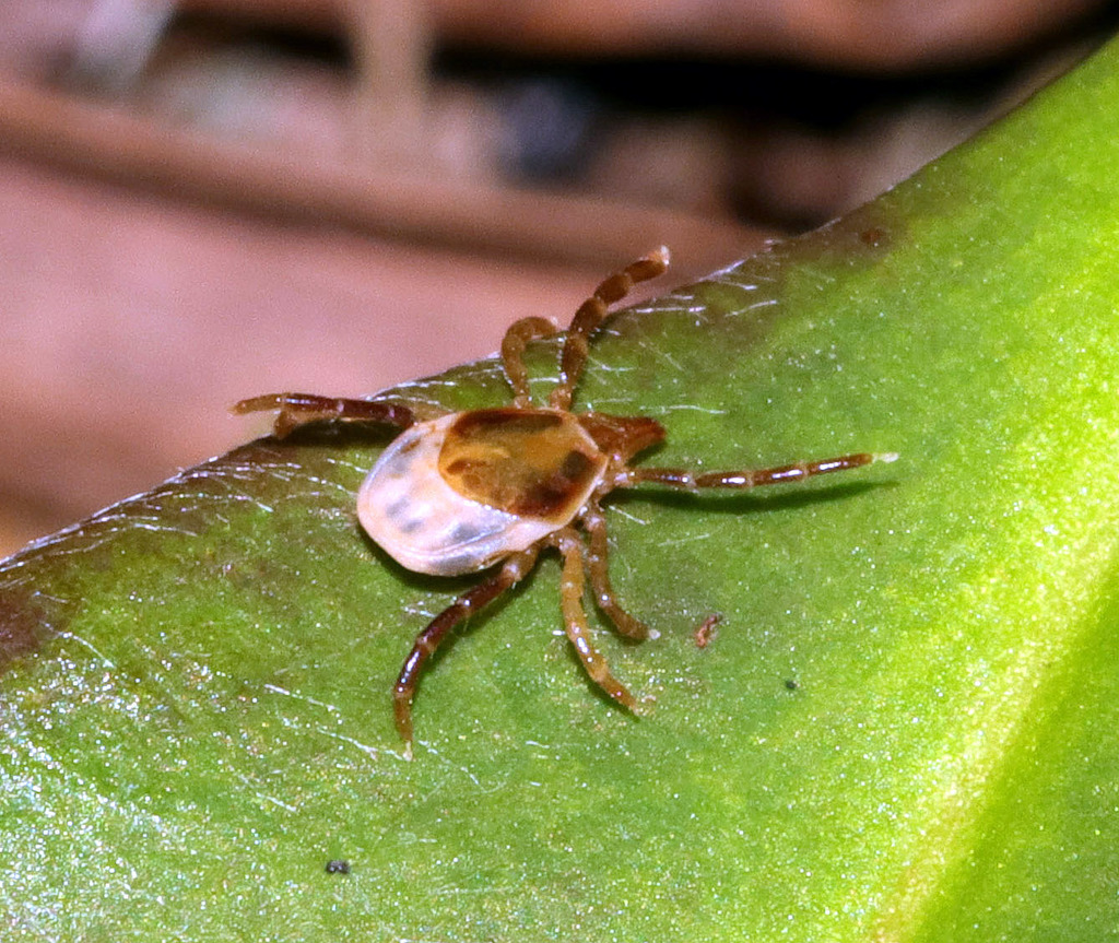 Australian Paralysis Tick in November 2017 by juliegraham173 · iNaturalist