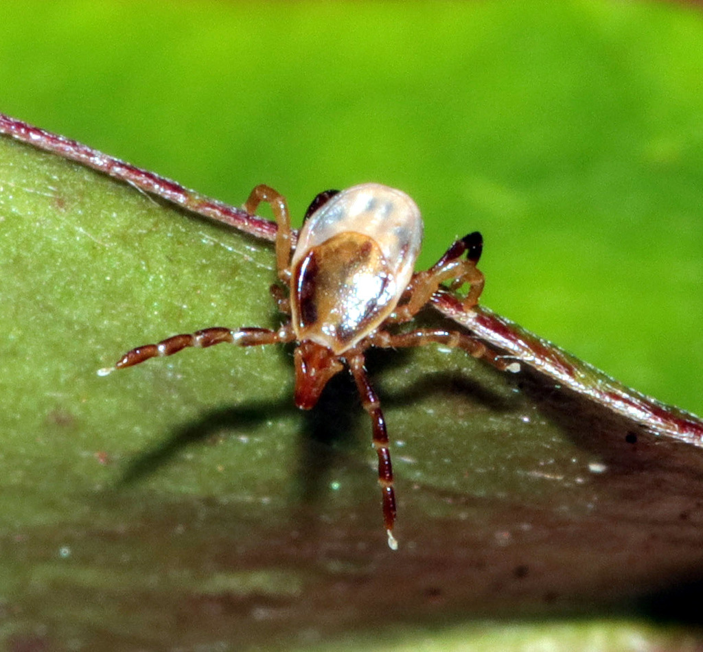 Australian Paralysis Tick in November 2017 by juliegraham173 · iNaturalist