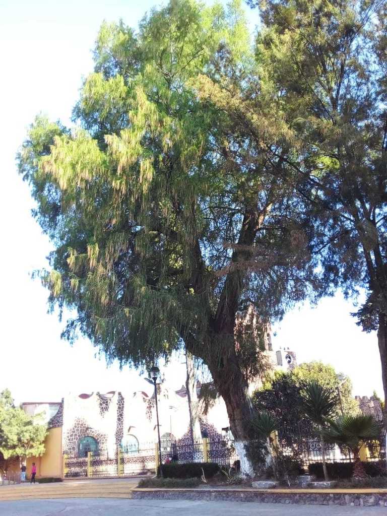 Montezuma cypress from San Francisco II, 52100 San Mateo Atenco, Méx ...