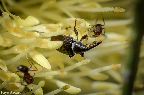 Genus Orpha · iNaturalist