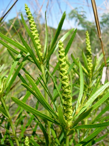 Texas Stillingia (Plants of Dallas/Fort Worth) · iNaturalist