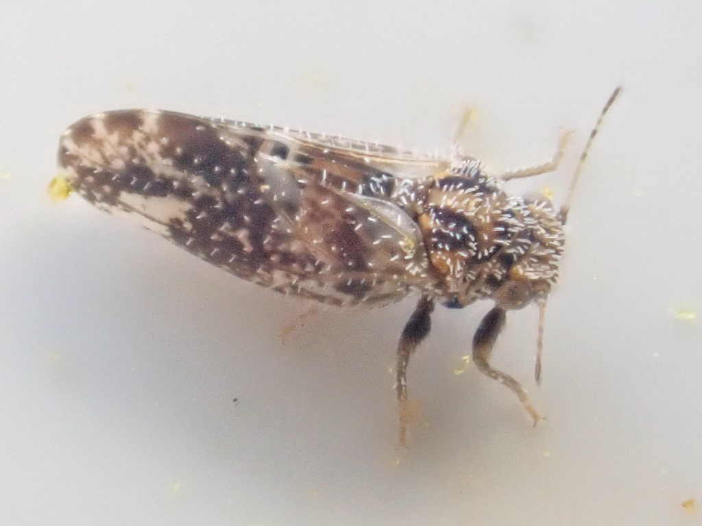 Aphalaroida pithecolobia from San Bernardino County, CA, USA on March ...