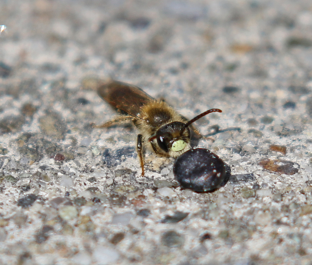 Miserable Mining Bee from Monta Loma, Mountain View, CA, USA on March ...