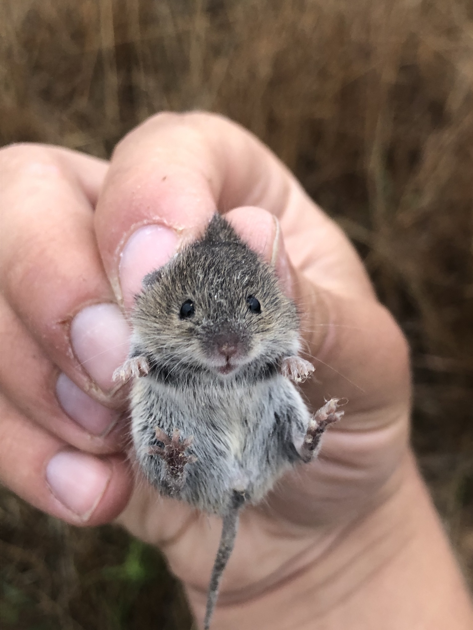 Baiomys taylori (Thomas, 1887)