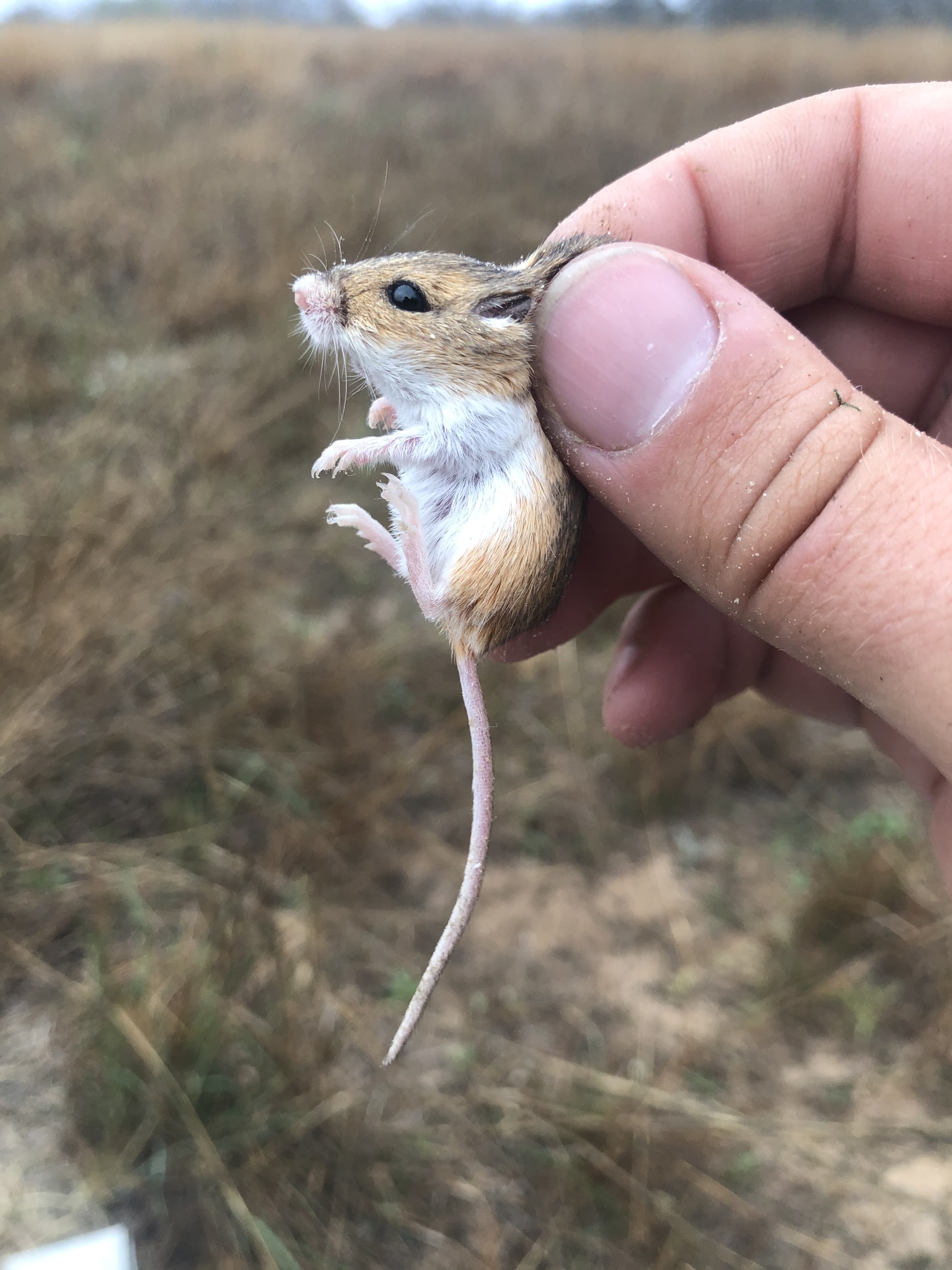 Perognathus merriami J.A.Allen, 1892