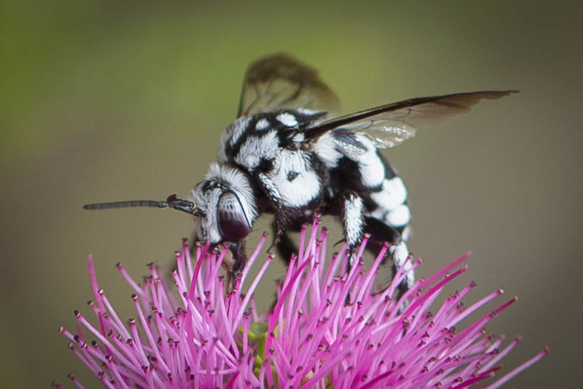 Waroon Cloak-and-dagger Bee (Native Bees of South Australia) · iNaturalist