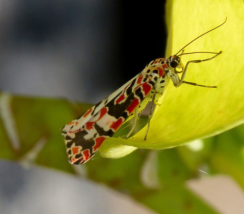 Utetheisa cruentata · iNaturalist
