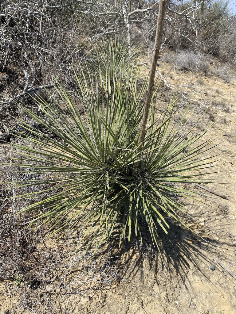 Buckley's Yucca in March 2021 by Matt Berger · iNaturalist