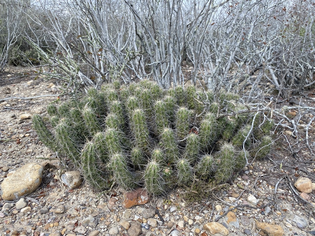 Echinocereus enneacanthus carnosus in March 2021 by Matt Berger ...