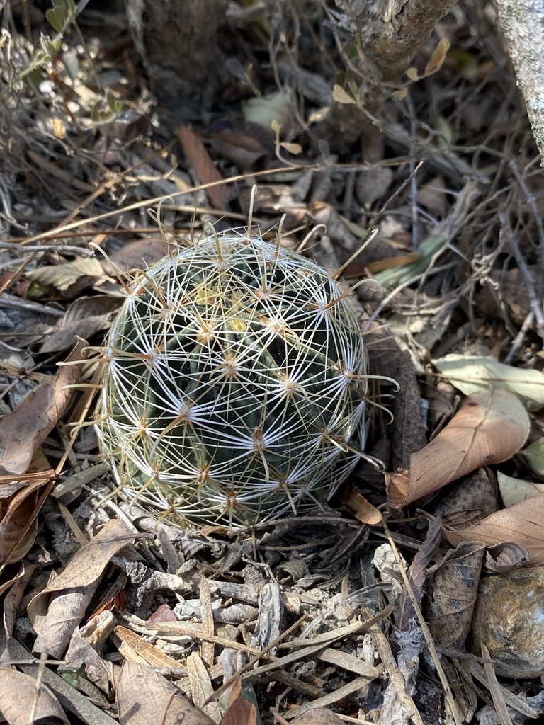 Miniature Barrel Cactus in March 2021 by Matt Berger · iNaturalist