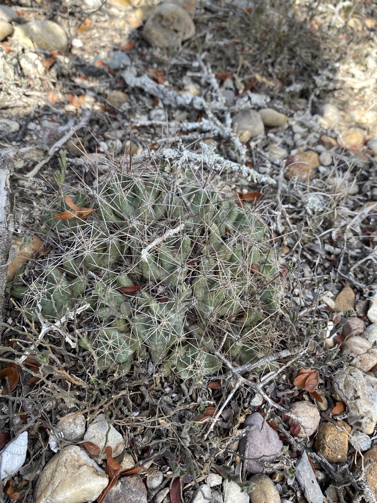Coryphantha macromeris runyonii in March 2021 by Matt Berger · iNaturalist