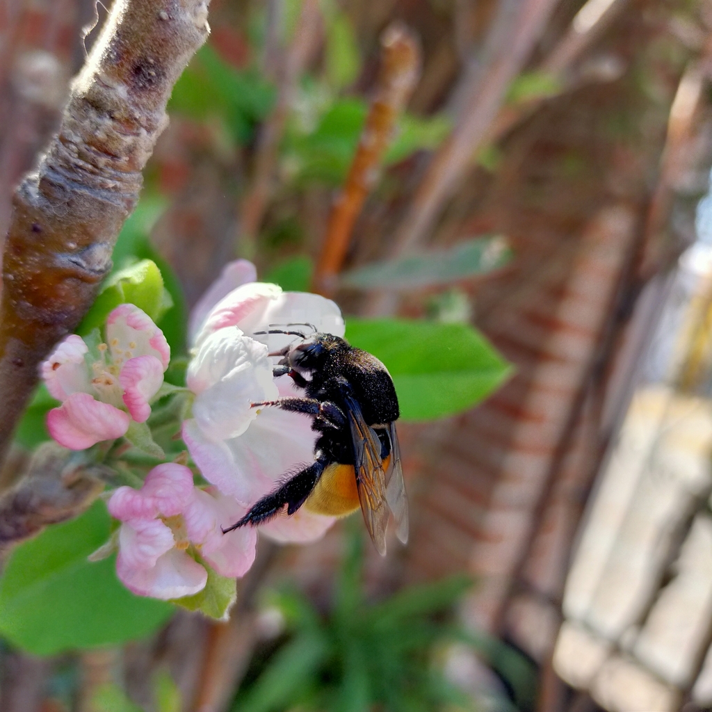 Eulaema polychroma from Balcones de Santa Fe, Marfil, Gto., México on ...