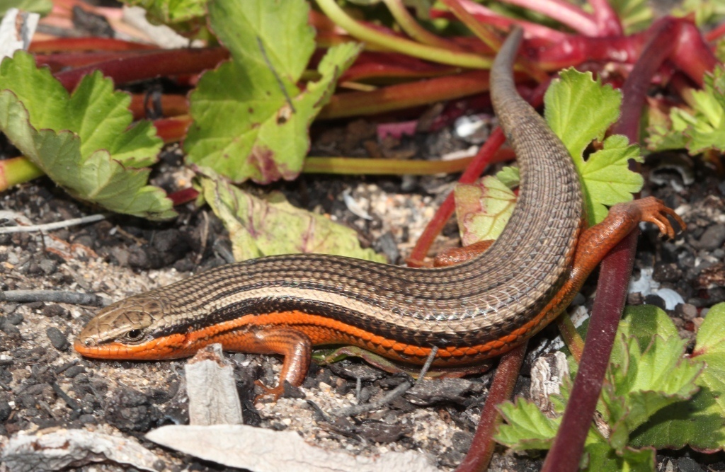 Red-sided Skink (Reptiles and amphibians of the Cape Flats Nature ...