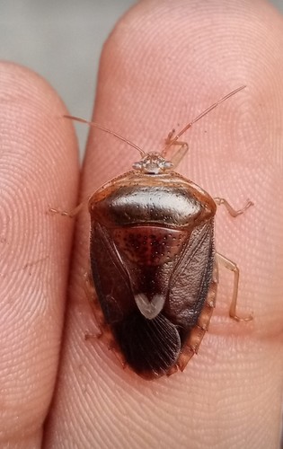 Jumil (Euschistus taxcoensis)