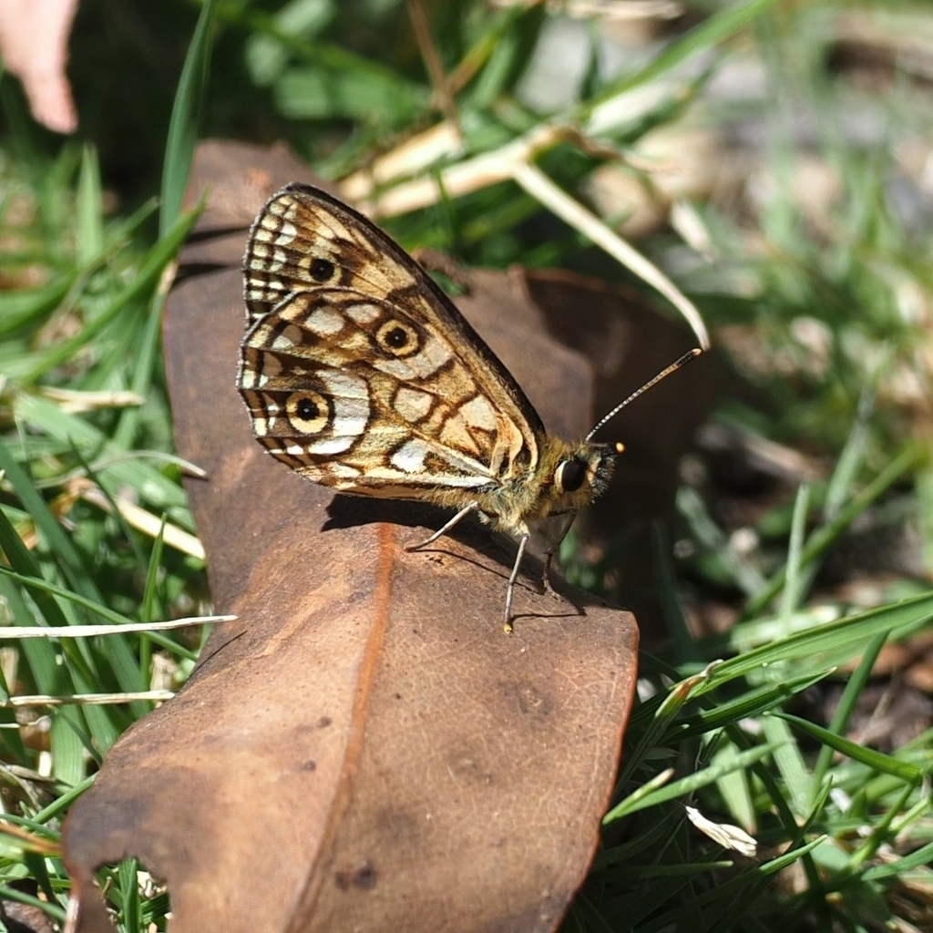 Alpine Silver Xenica from Mount Buffalo VIC 3740, Australia on March 03 ...