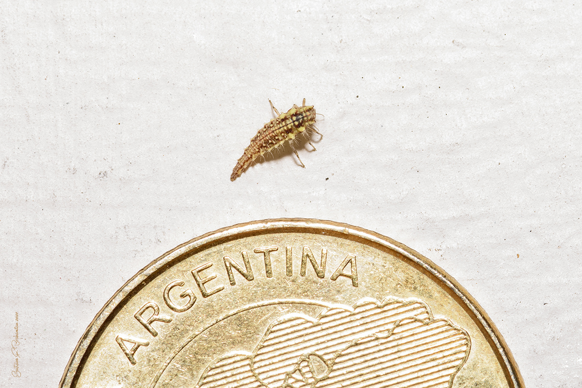 Chrysoperla externa (Hagen, 1861)
