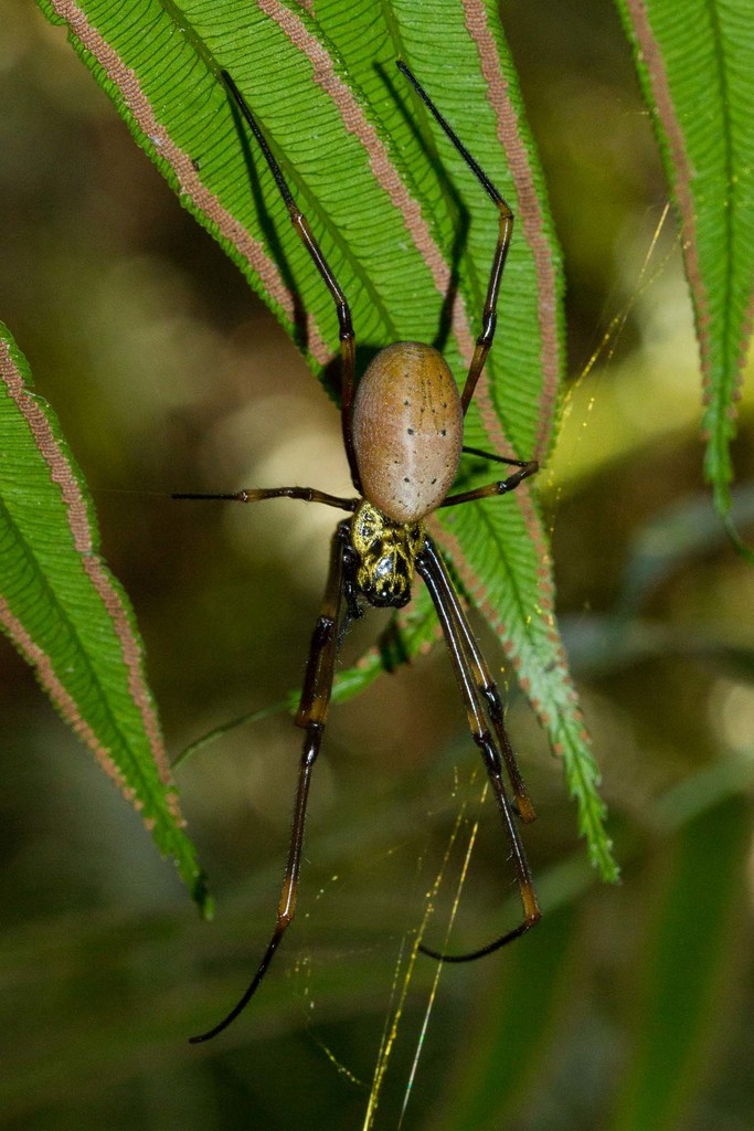 Tiger Spider from Poindimié, Nouvelle-Calédonie on August 31, 2016 at ...