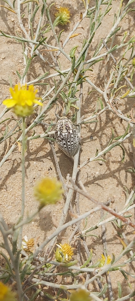 Julodis speculifer dicksonae from Abdali, Kuwait on March 17, 2021 at ...