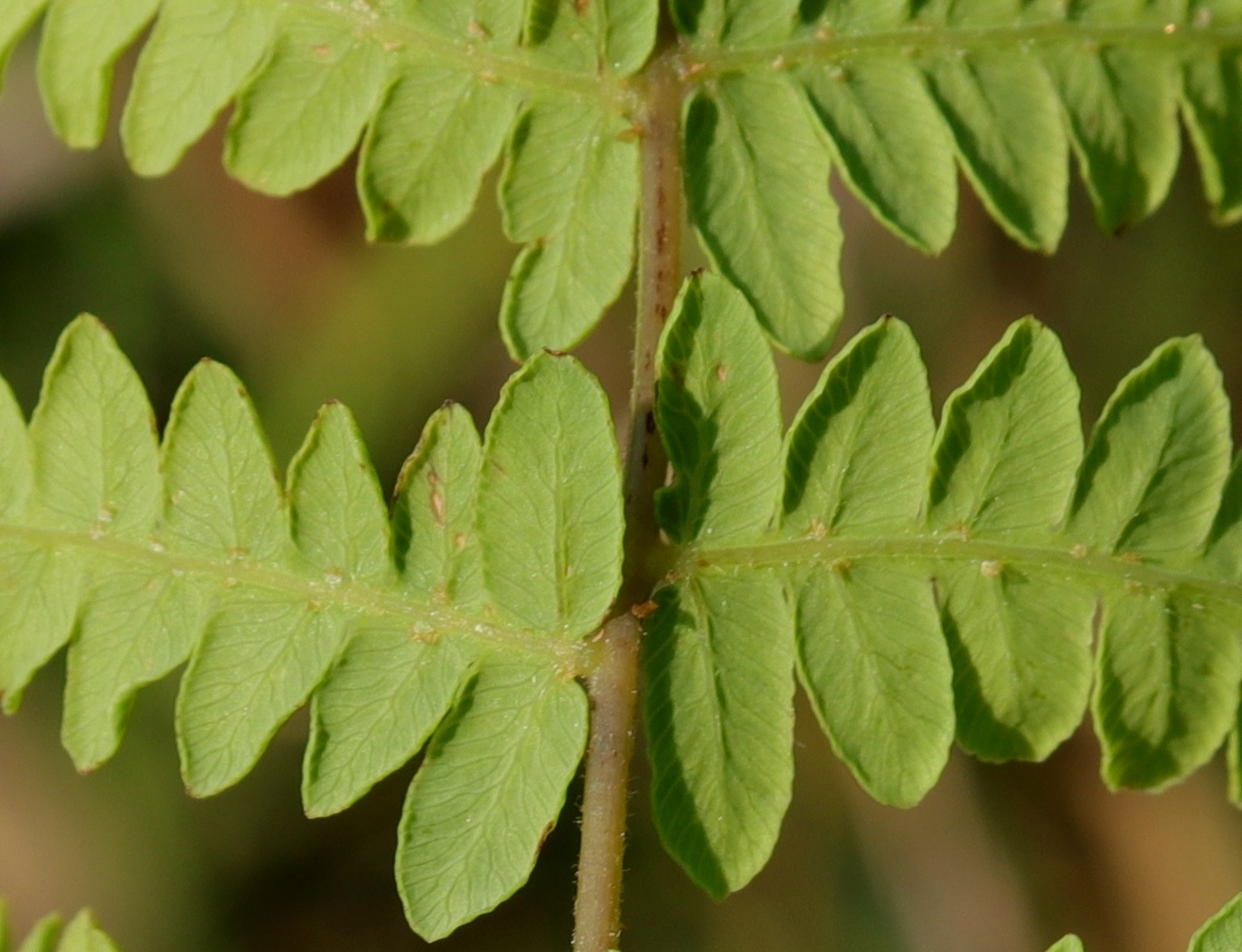 Thelypteris confluens (Thunb.) C.V.Morton