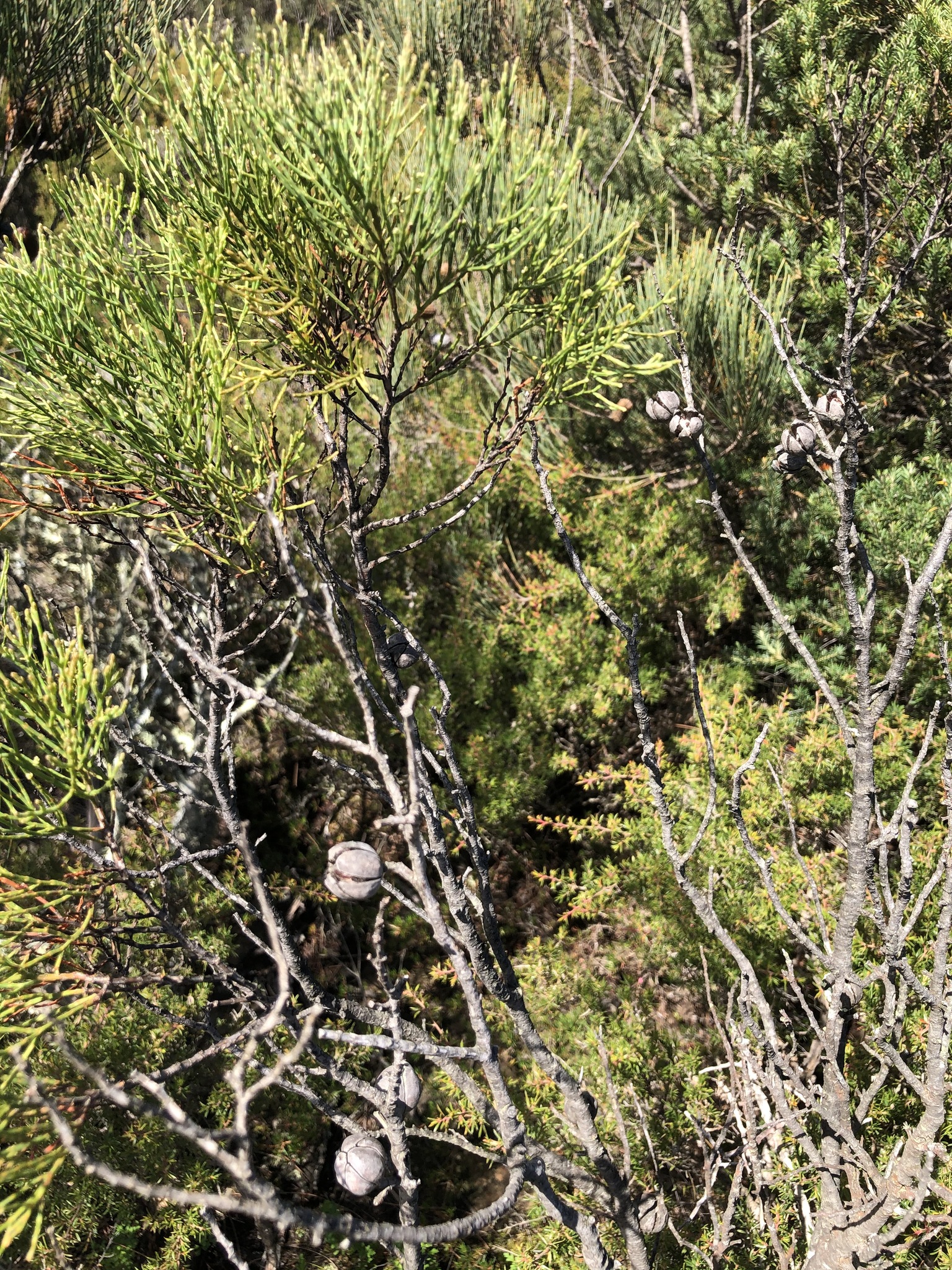 Callitris muelleri (Parl.) Benth. & Hook.f. ex F.Muell.