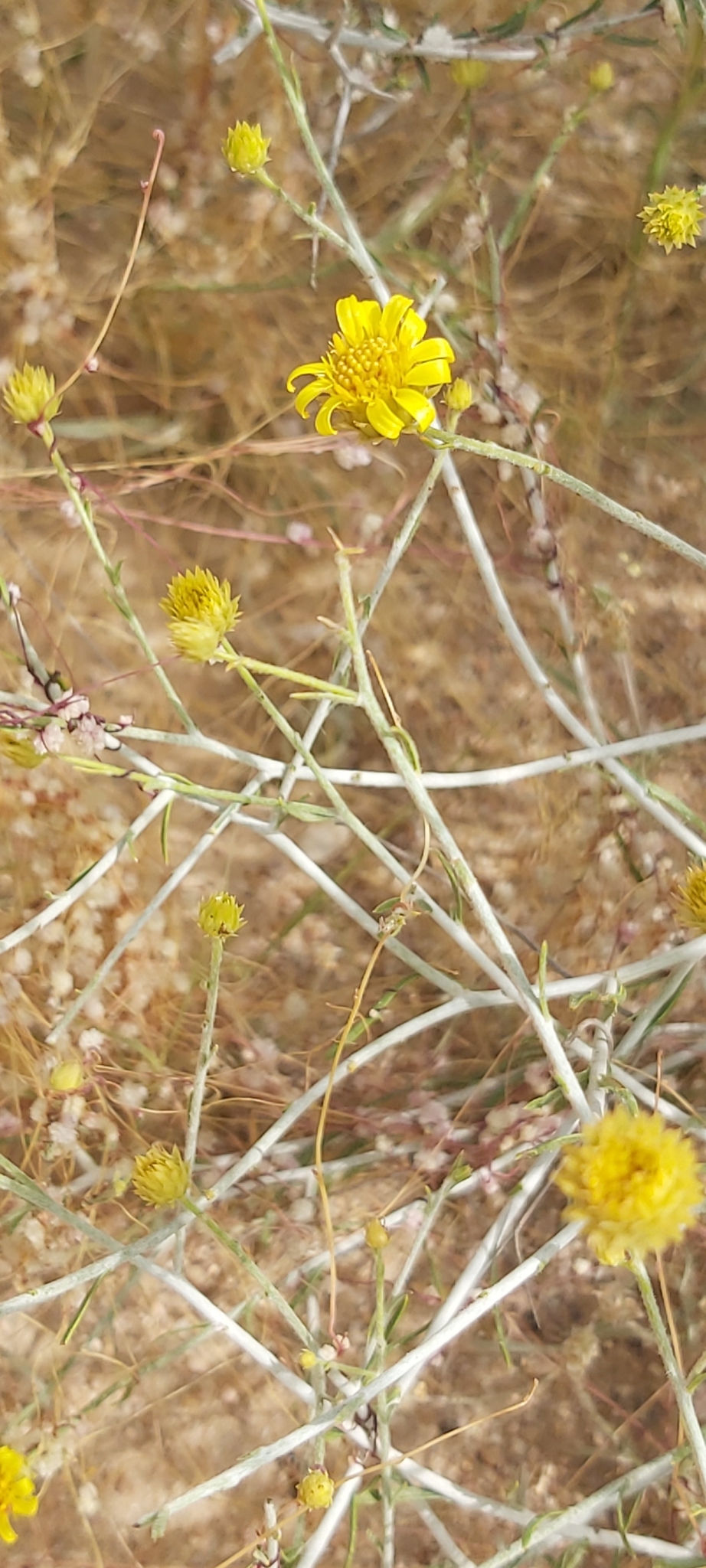 Rhanterium epapposum Oliv.