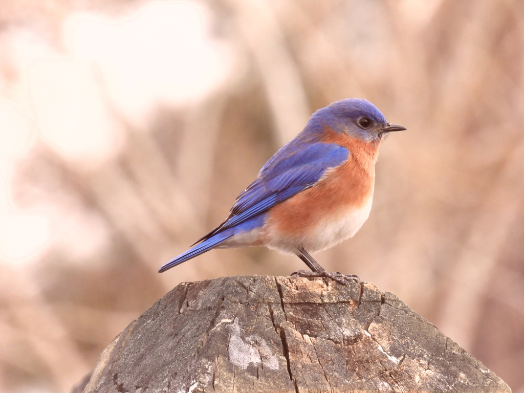 Eastern Bluebird from York River St. Park, James City County, VA, USA ...