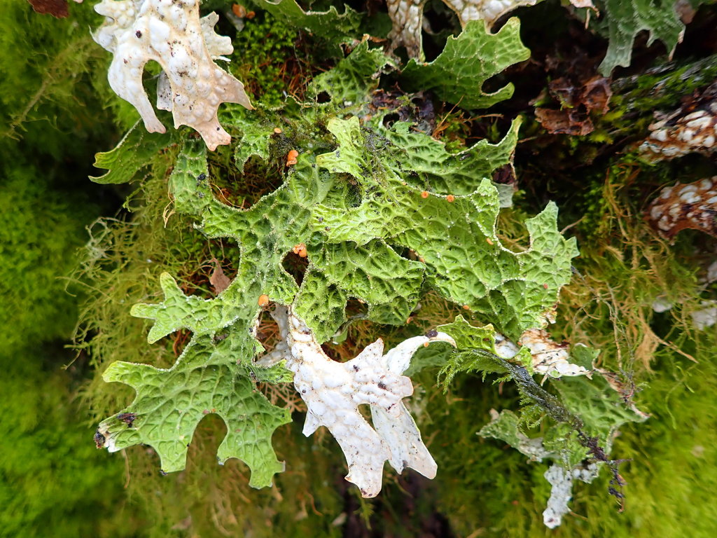 Tree Lungwort in March 2021 by Jurga Motiejūnaitė · iNaturalist