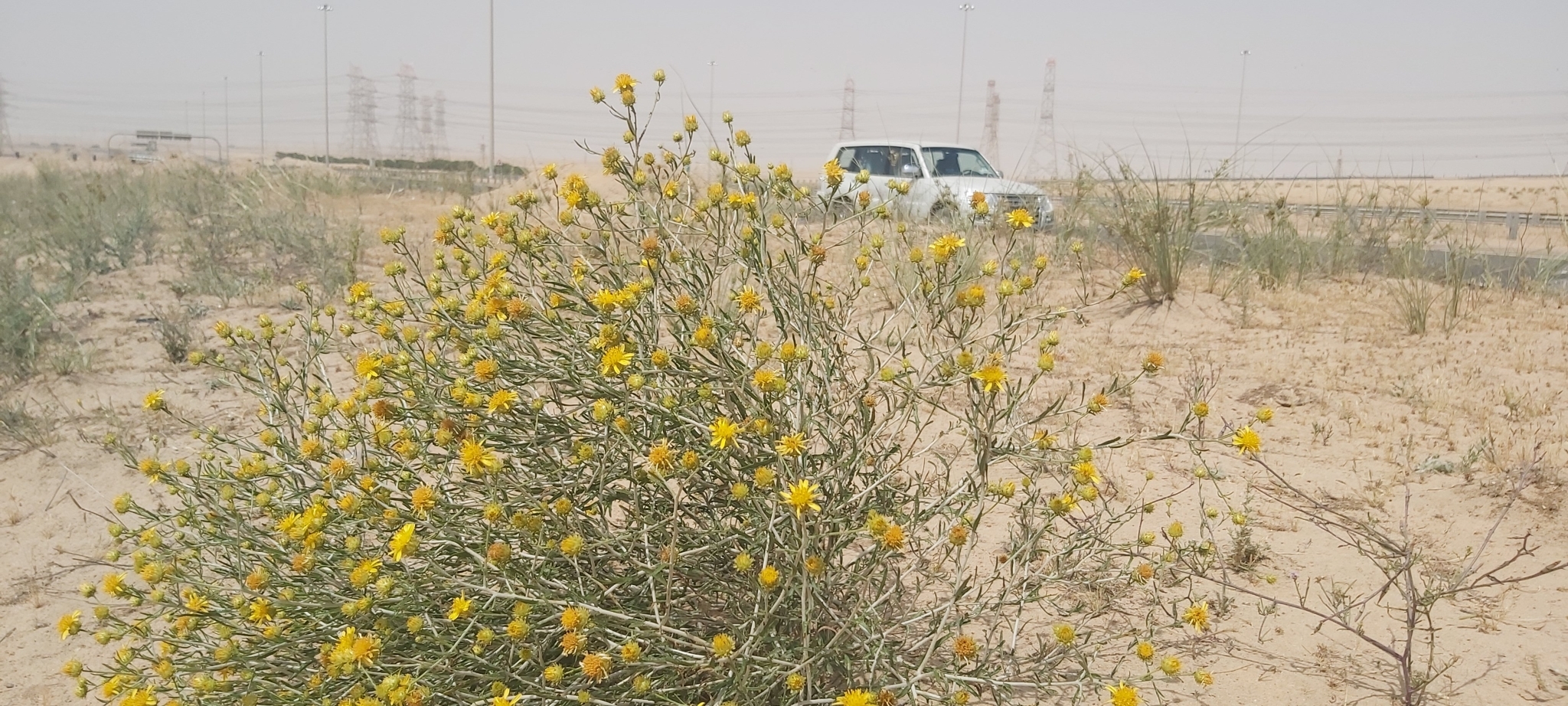 Rhanterium epapposum Oliv.