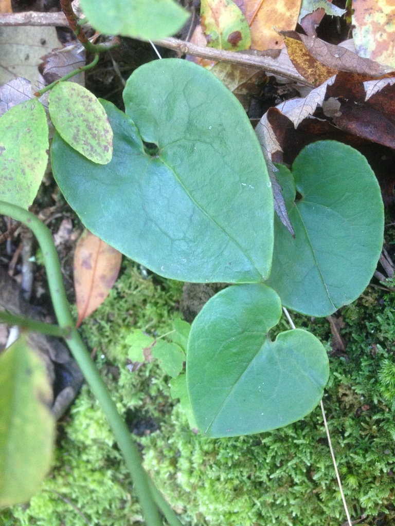 variable-leaf heartleaf (Spring Ephemerals with Elaiosomes in Virginia ...